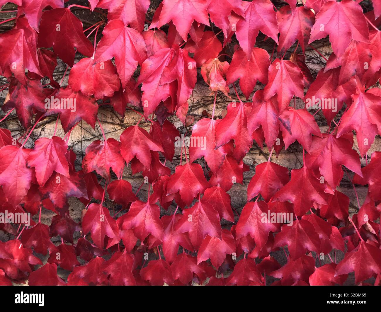 Red ivy leaves in smartphone stock photos and images - Alamy