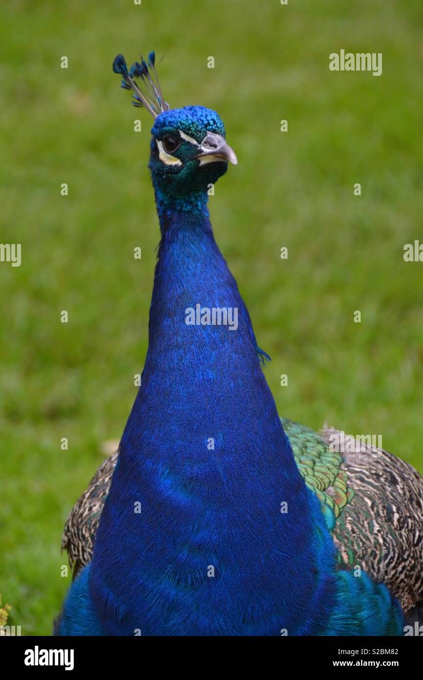 Proud as a peacock hi-res stock photography and images - Alamy