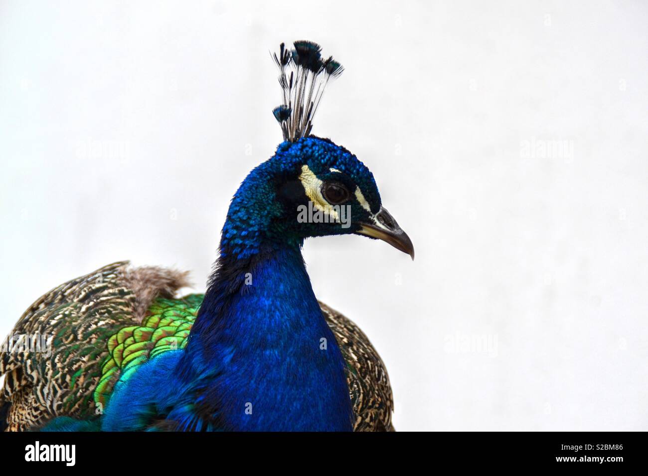 Crest of peacock hi-res stock photography and images - Alamy