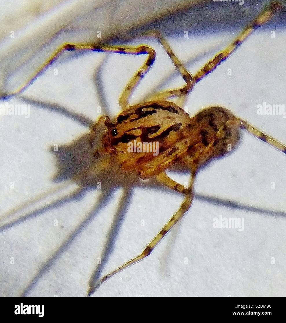 Spitting spider scytodes thoracica hi-res stock photography and images ...