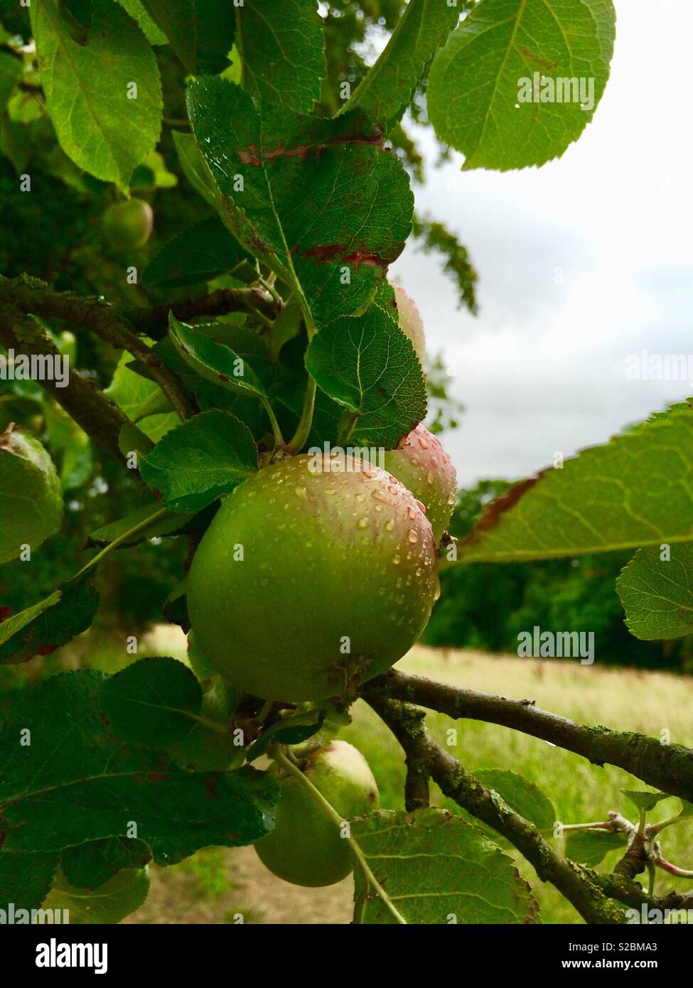 Organic Growing Of Apple Trees High Resolution Stock Photography and ...