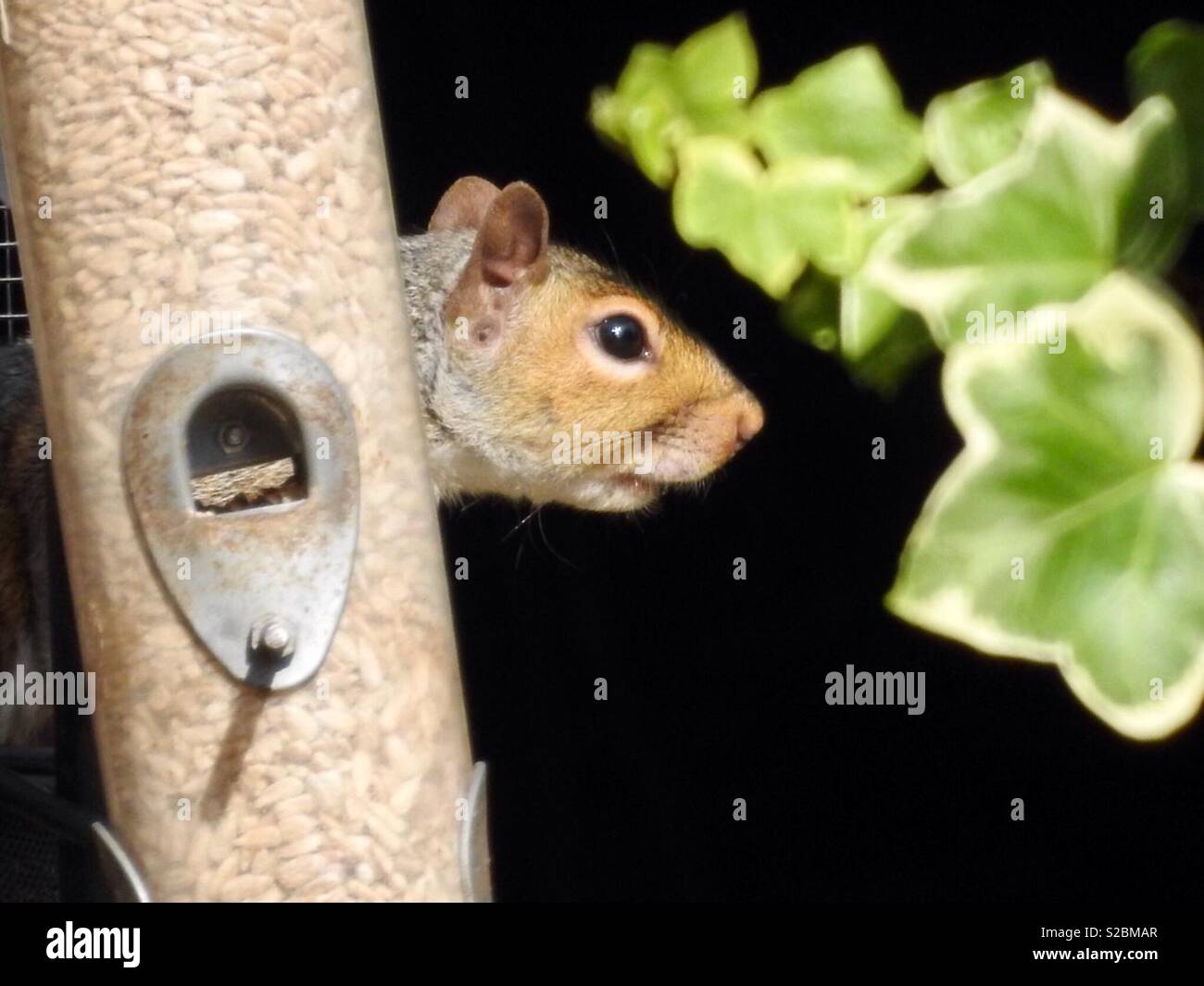 From behind the bird hi-res stock photography and images - Alamy