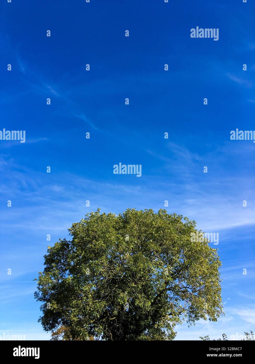 Canopy of a tree hi-res stock photography and images - Alamy