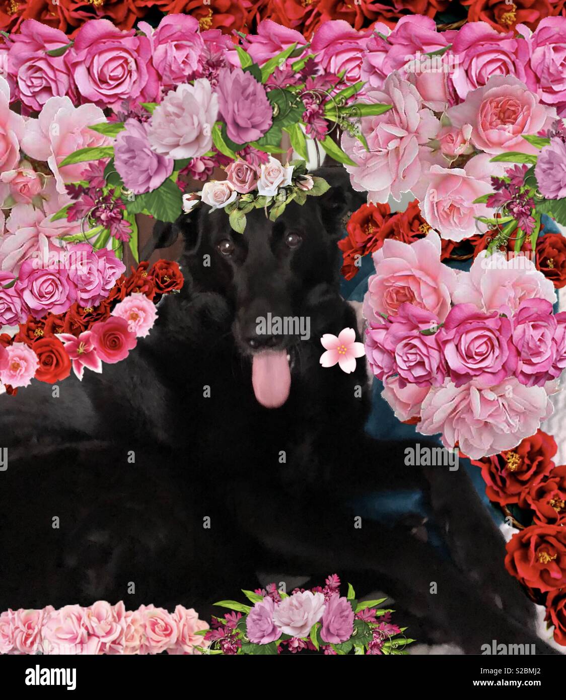 Pup with attitude hi-res stock photography and images - Alamy