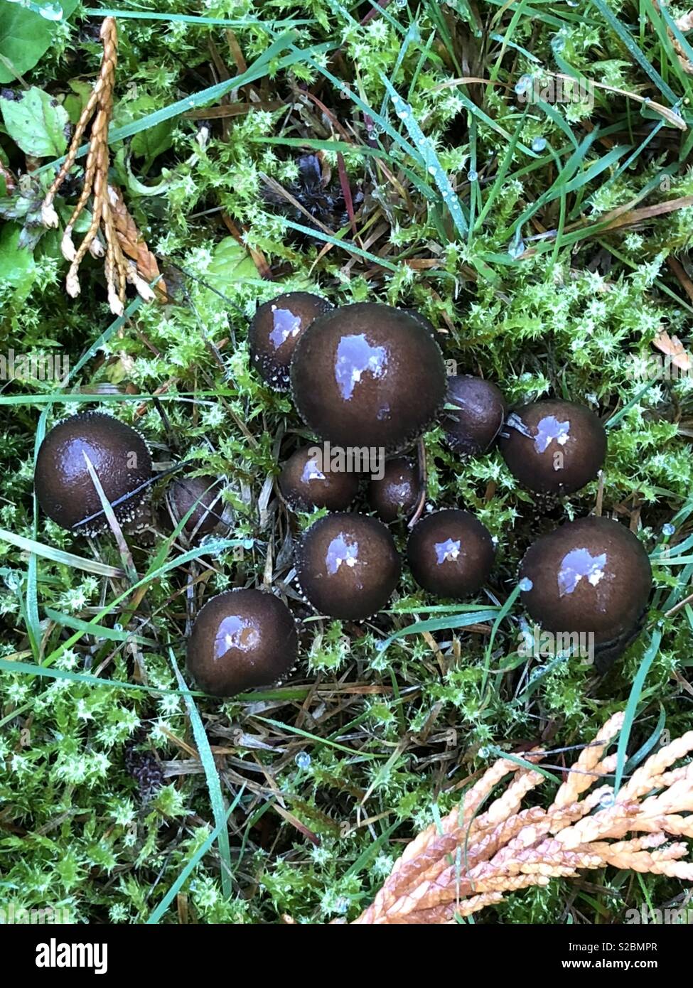 Round fungi hi-res stock photography and images - Alamy