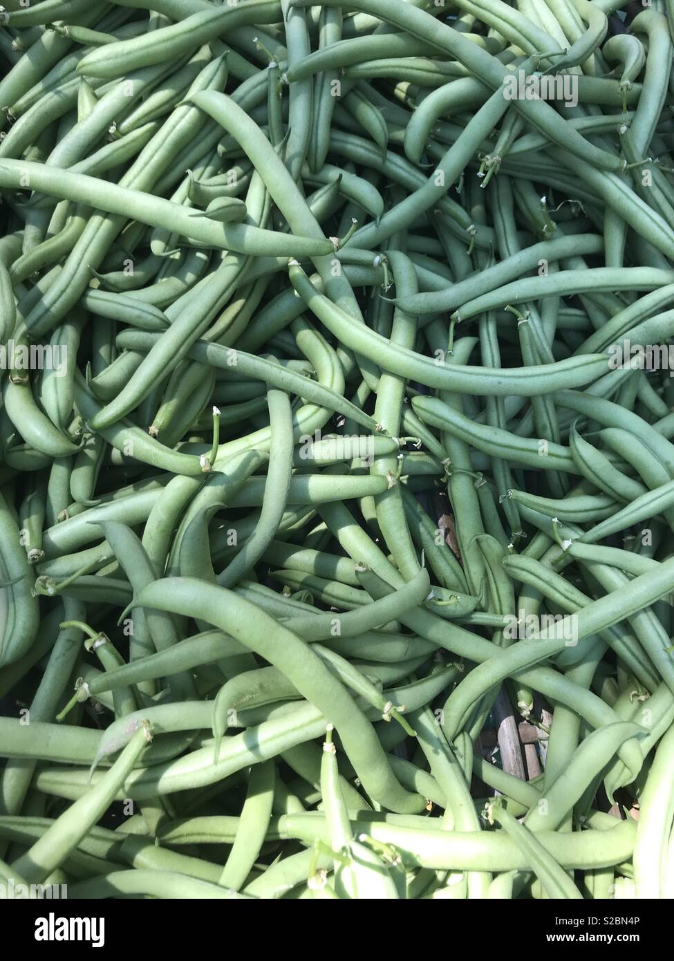 Beans sun sunny hi-res stock photography and images - Alamy