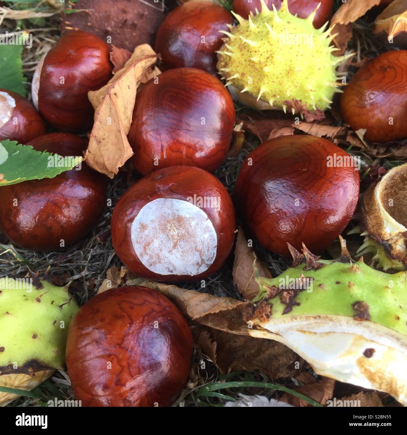 Horse chestnut leaves conkers hi-res stock photography and images - Alamy