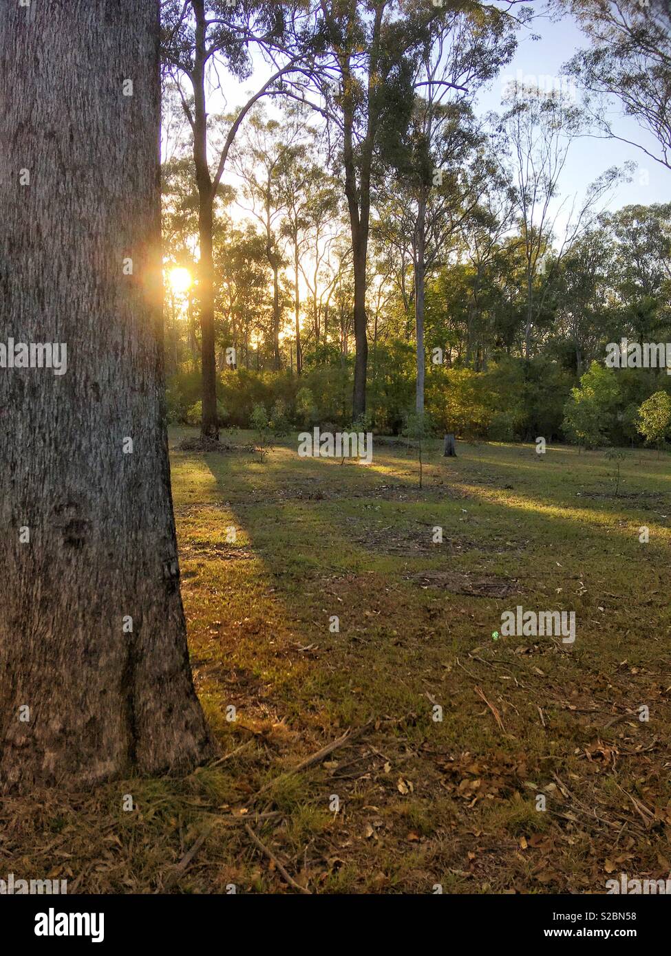 Sunlight through the trees Stock Photo - Alamy