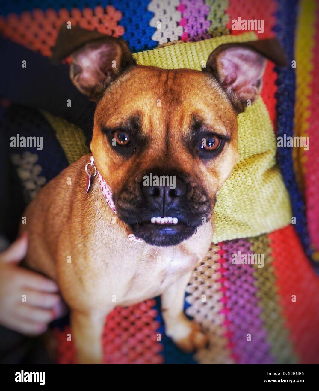 Pebbles The Dog Stock Photo - Alamy