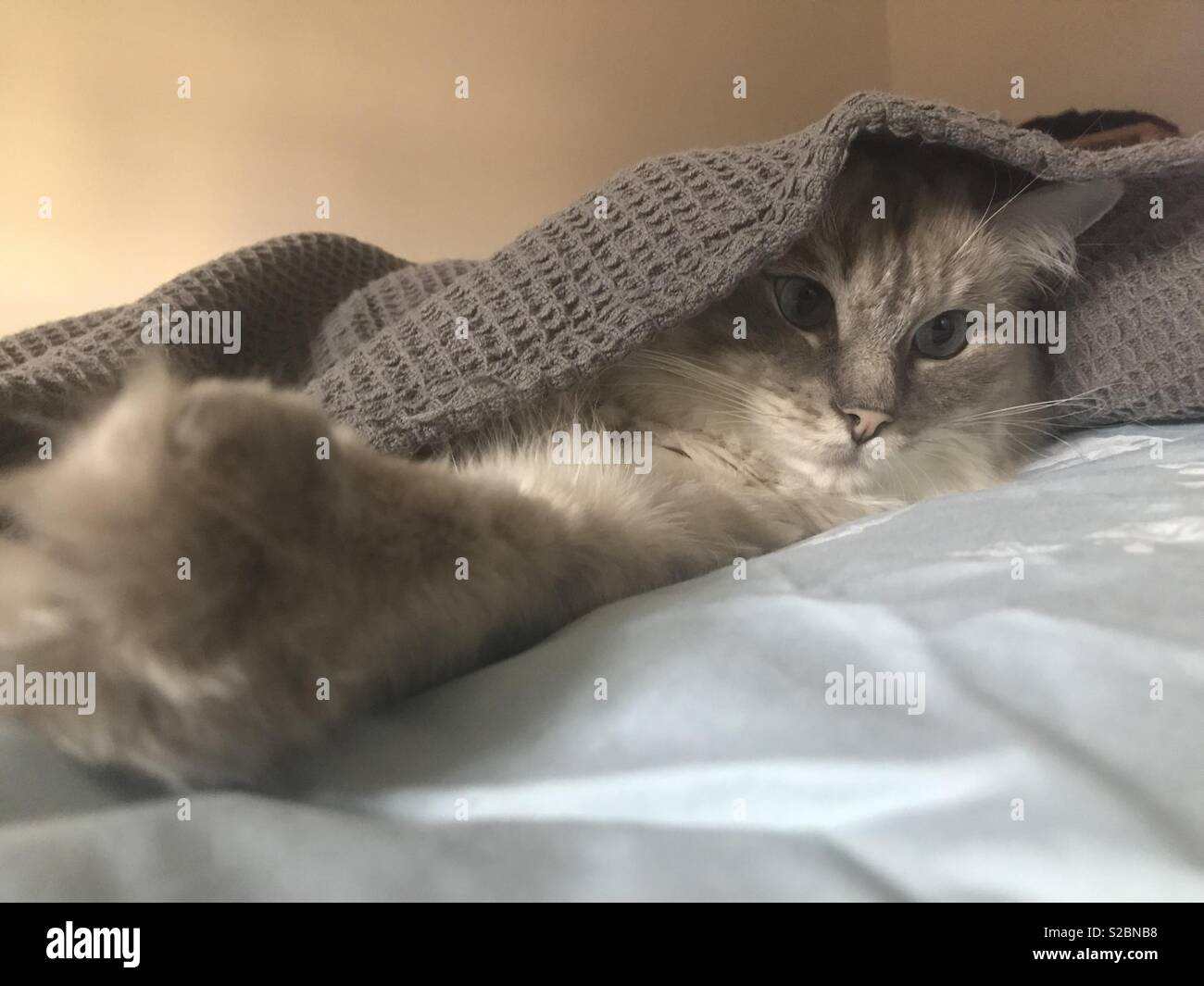 Big rag doll hi-res stock photography and images - Alamy