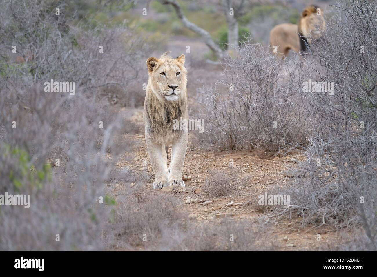 Adult lion hi-res stock photography and images - Alamy