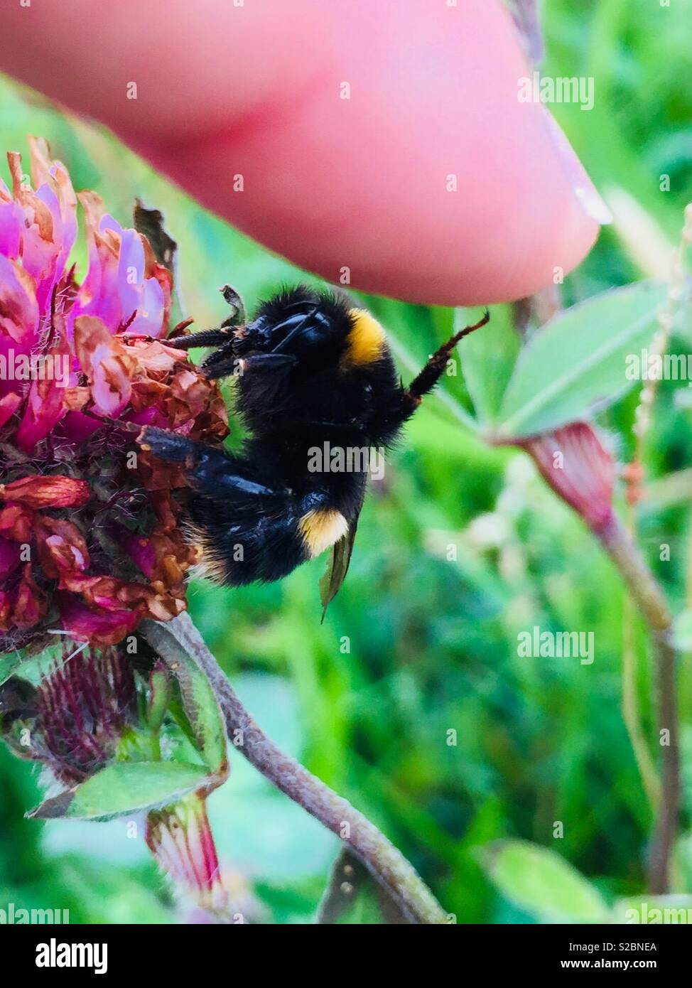 Bumblebee high five Stock Photo - Alamy