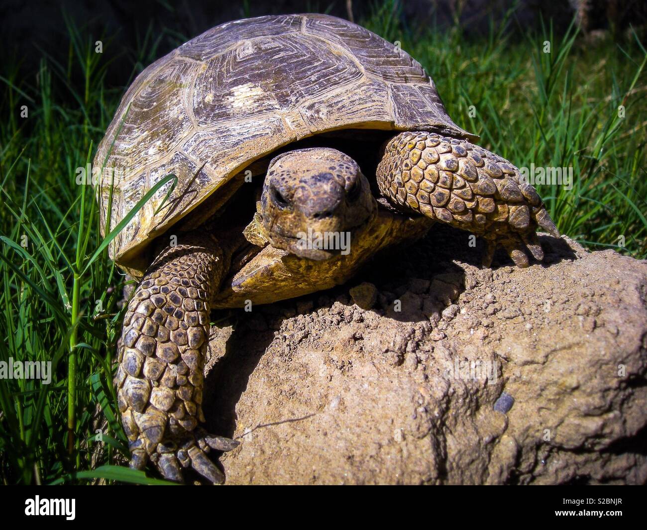 Head On Tortoise Stock Photo - Alamy
