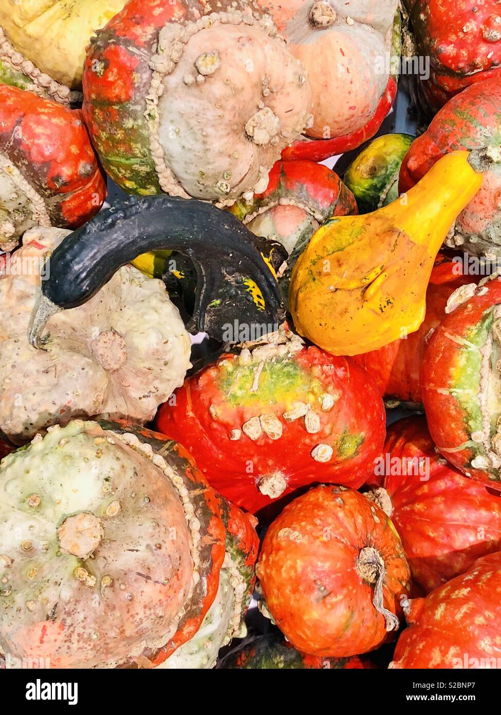 Selection of pumpkins hi-res stock photography and images - Alamy