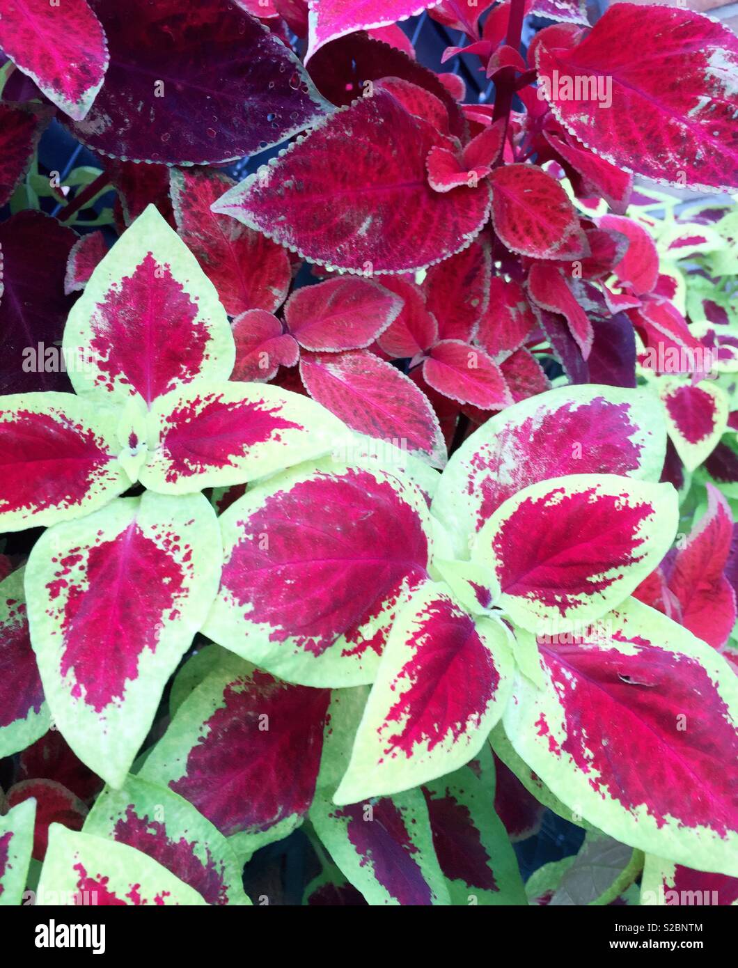 Coleus leaves close up, USA Stock Photo - Alamy