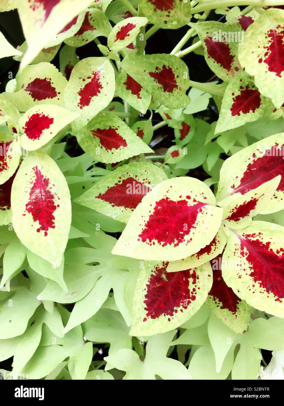 Coleus leaves close up, USA Stock Photo - Alamy