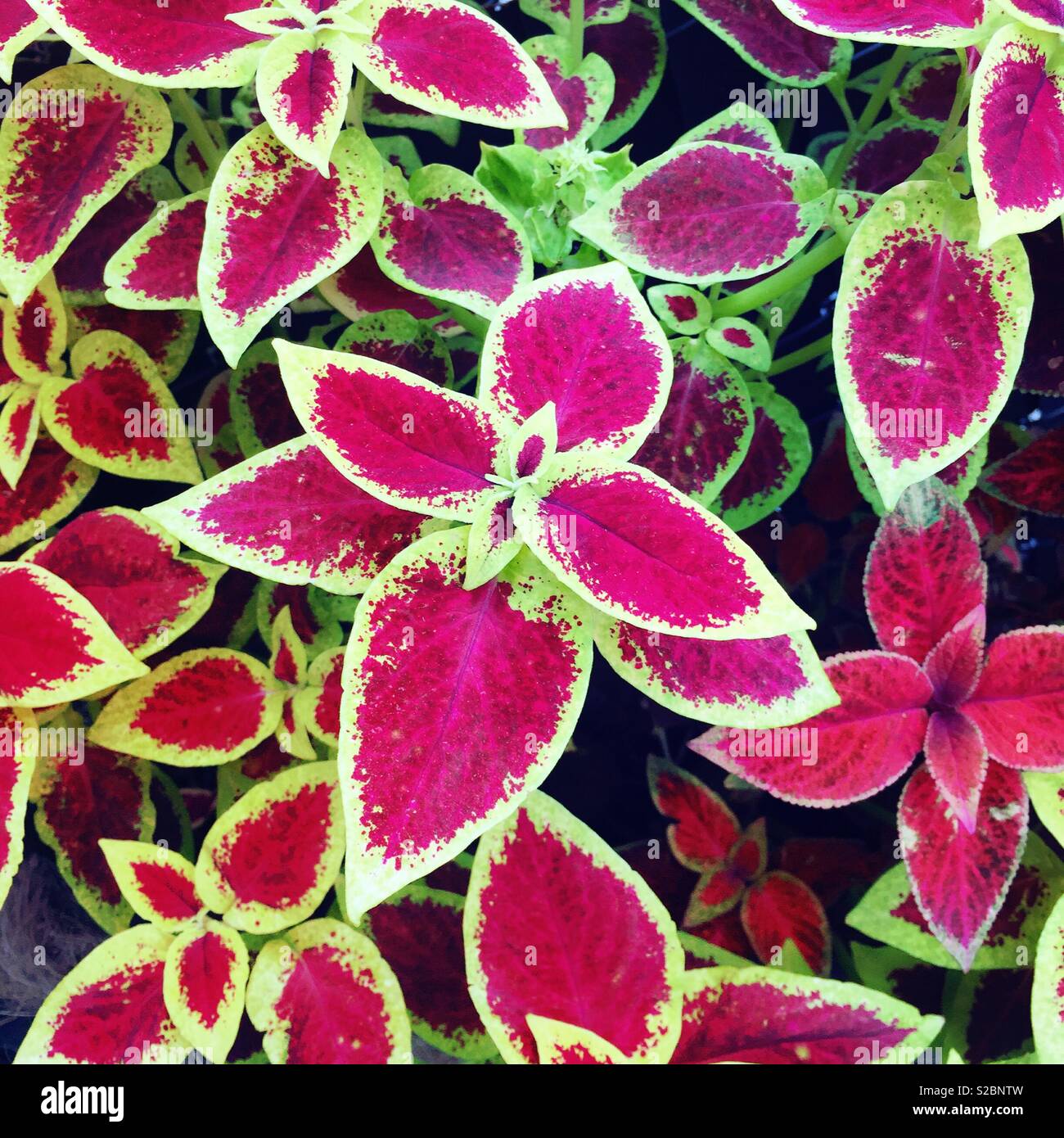 Coleus lives close up, autumn, USA Stock Photo - Alamy