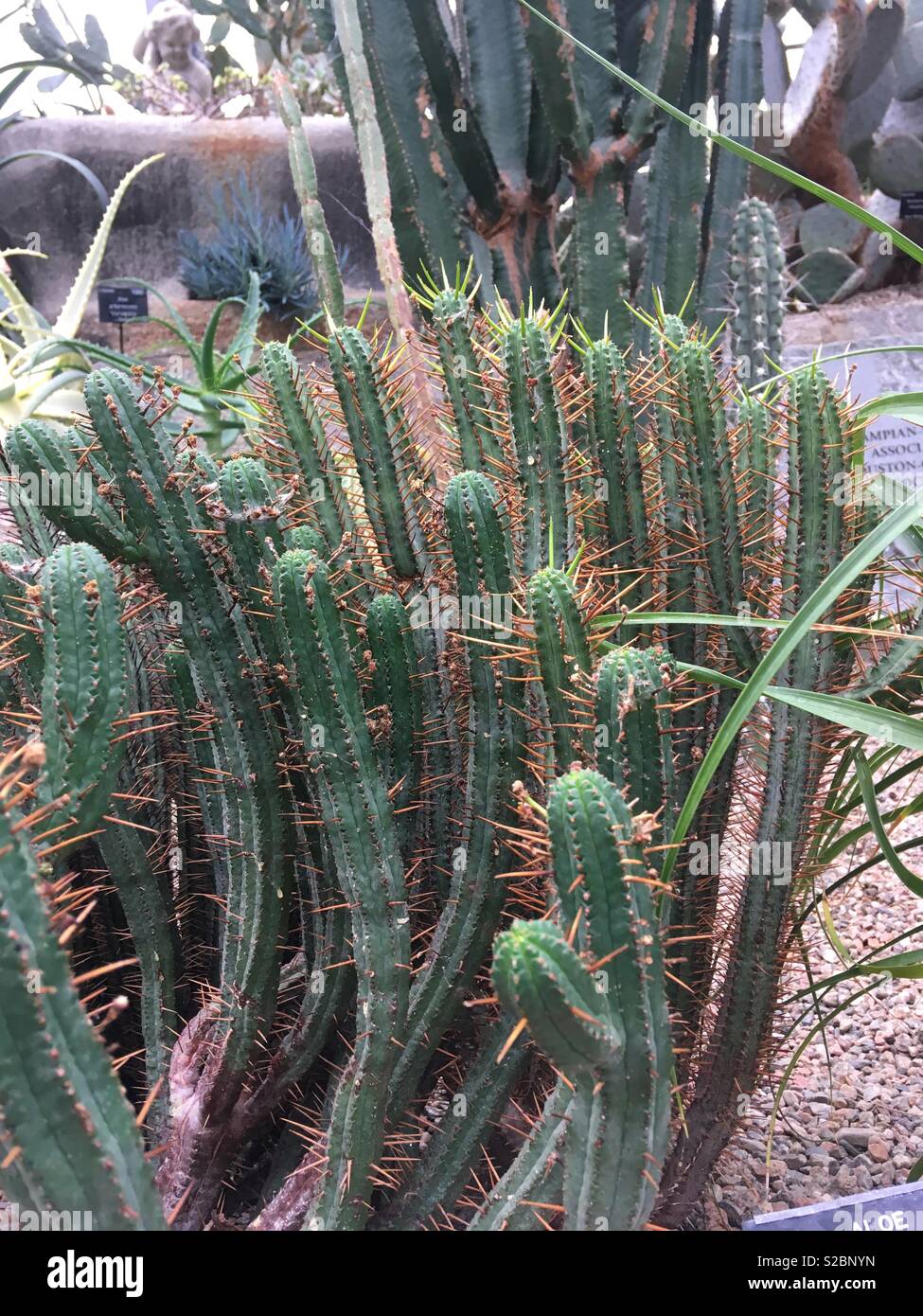 Cactus species hi-res stock photography and images - Alamy