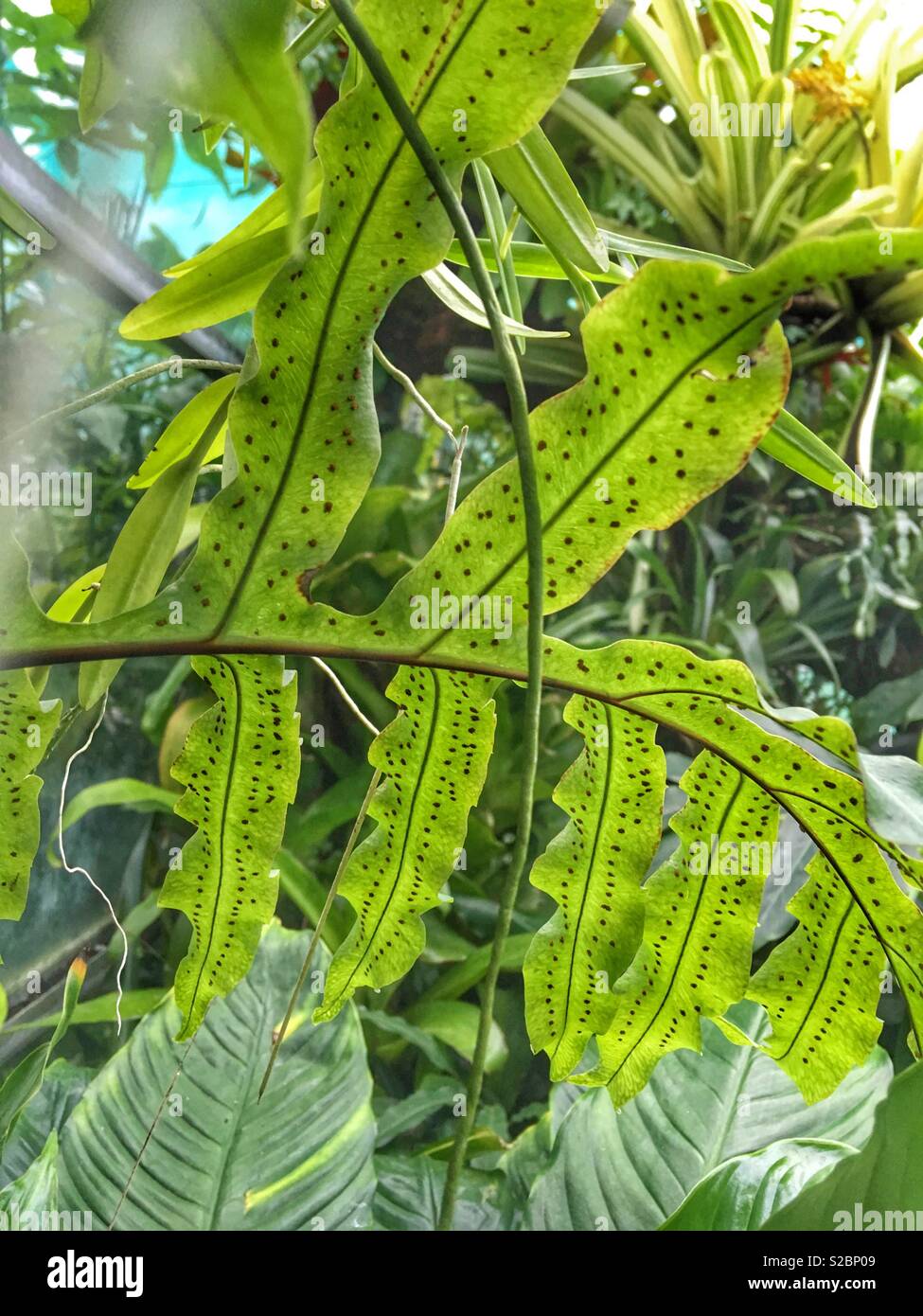 Fern reproduction hi-res stock photography and images - Alamy