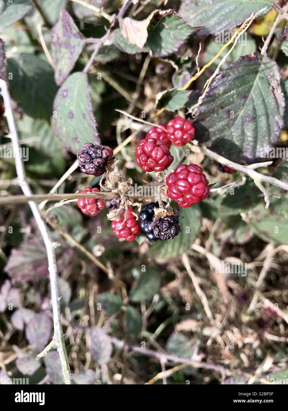 Hedgerow berries hi-res stock photography and images - Alamy