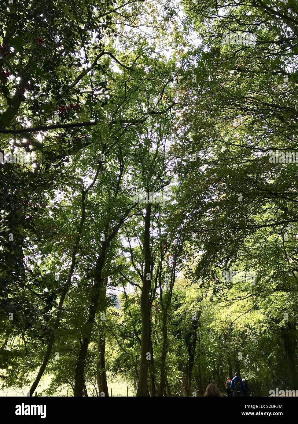 Forest walk in Turville in The Chilterns, U.K Stock Photo - Alamy