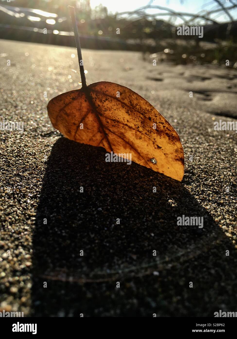 Fall beach leaf hi-res stock photography and images - Alamy
