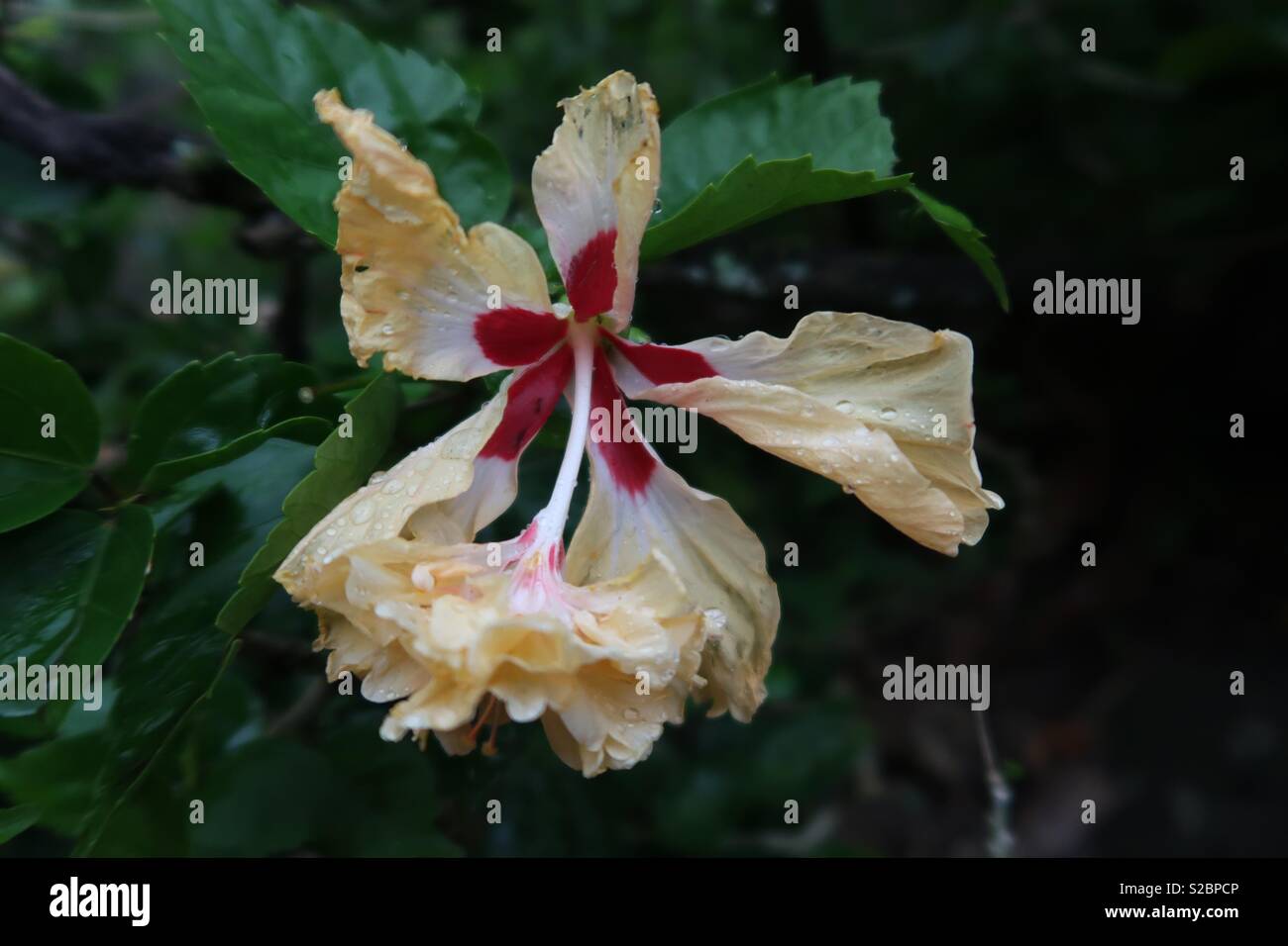 Flower honolulu hi-res stock photography and images - Alamy