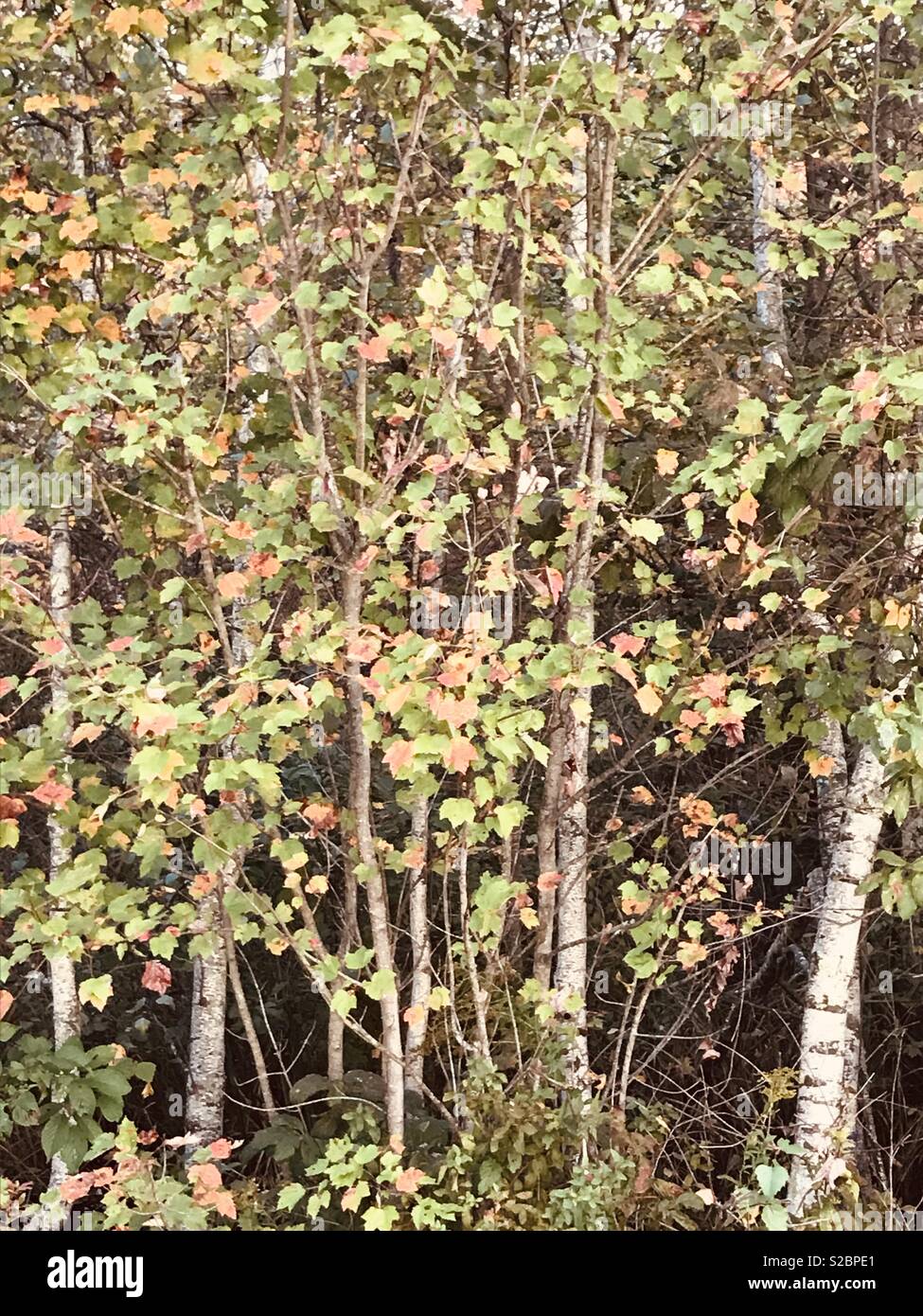 Forrest and trees hi-res stock photography and images - Alamy