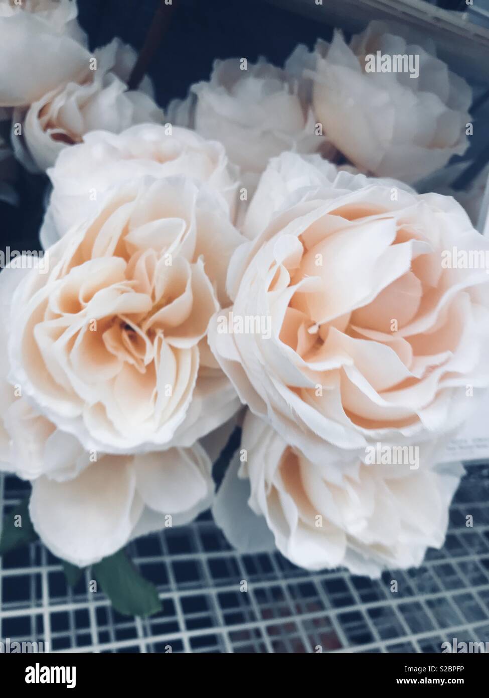 Beautiful peach roses Stock Photo - Alamy