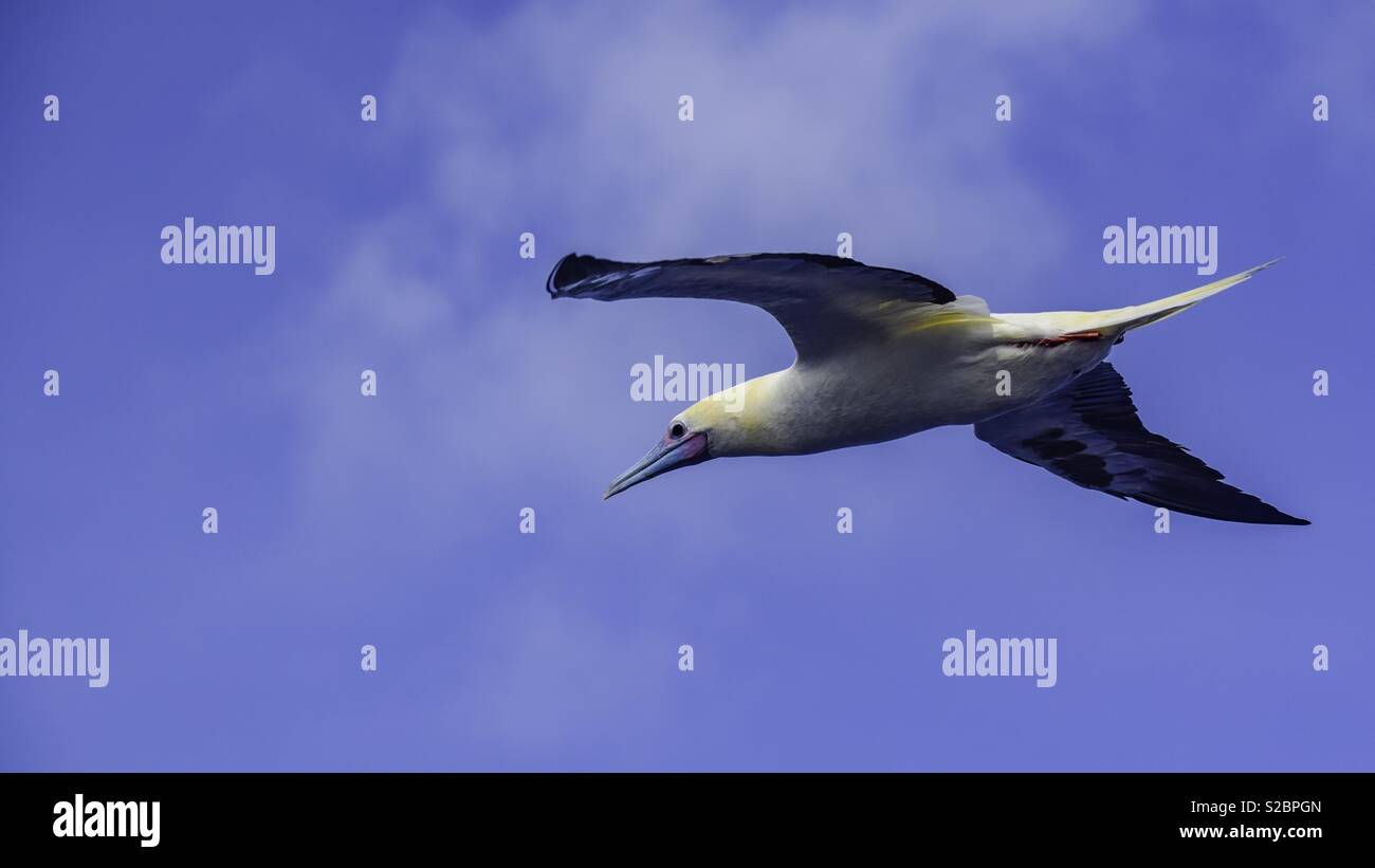Flying sea bird hi-res stock photography and images - Alamy