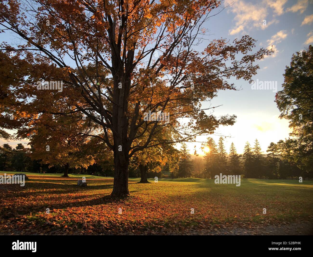 Fall colors on a tree getting hit by the sun Stock Photo - Alamy