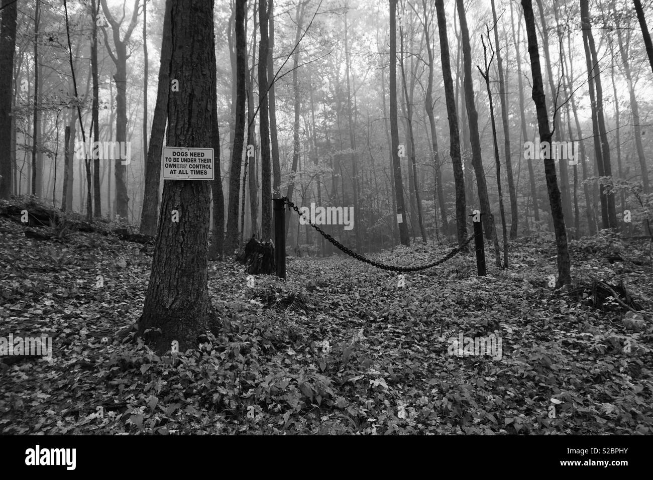 Fog in the woods hi-res stock photography and images - Alamy