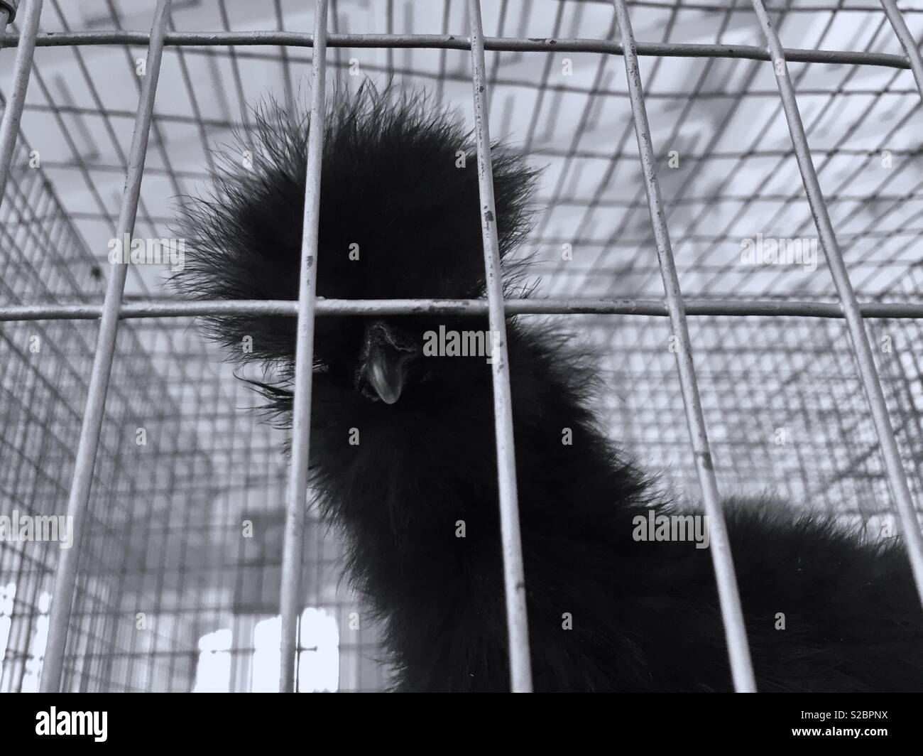 Hen cage hi-res stock photography and images - Alamy