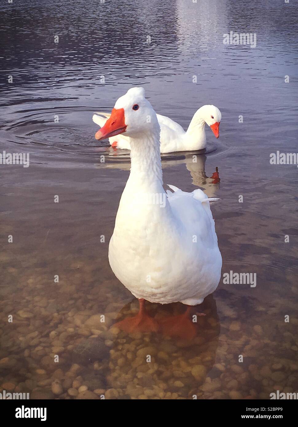 Two White geese in the Water Stock Photo - Alamy