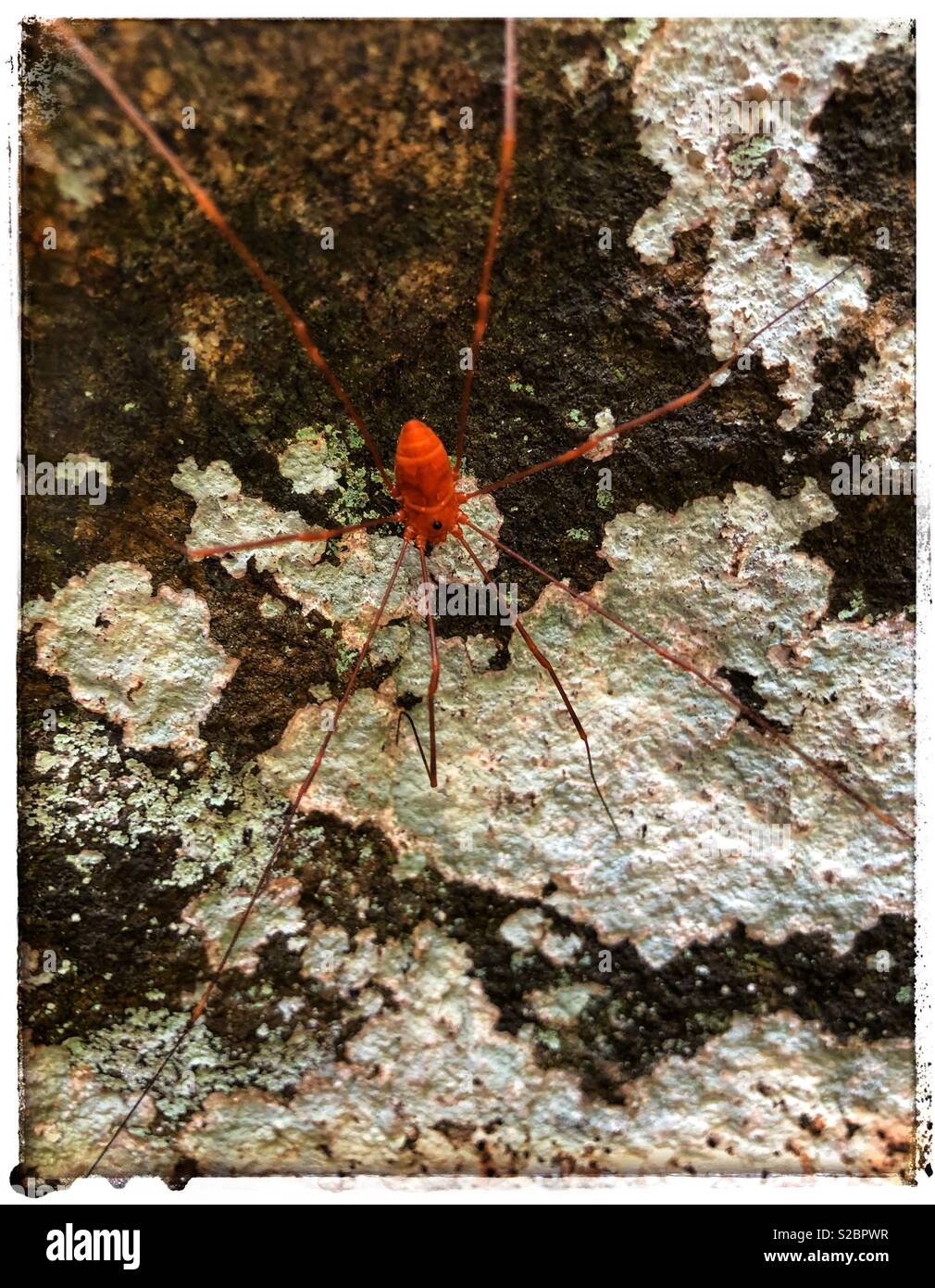 Orange spider hi-res stock photography and images - Alamy