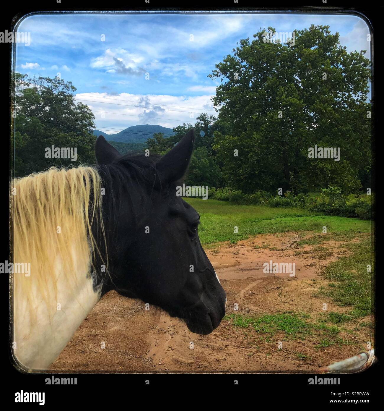 Horse in a pasture Stock Photo - Alamy