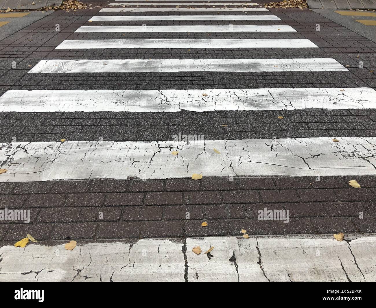 Walker stripes pedestrian crossing white painted lines on asphalt in ...