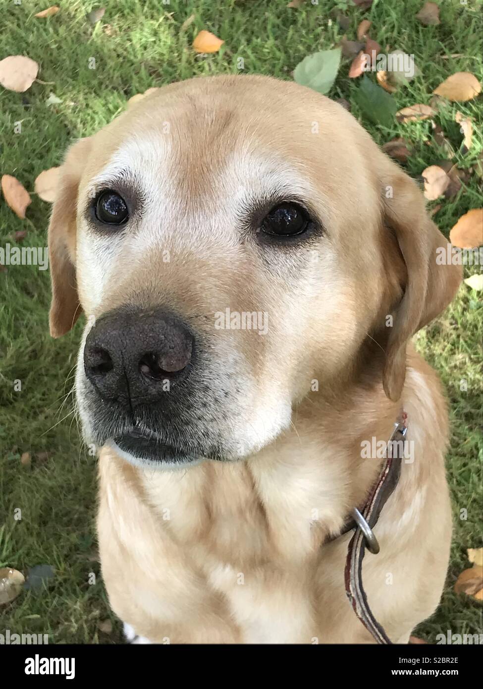 Handsome dog hi-res stock photography and images - Alamy