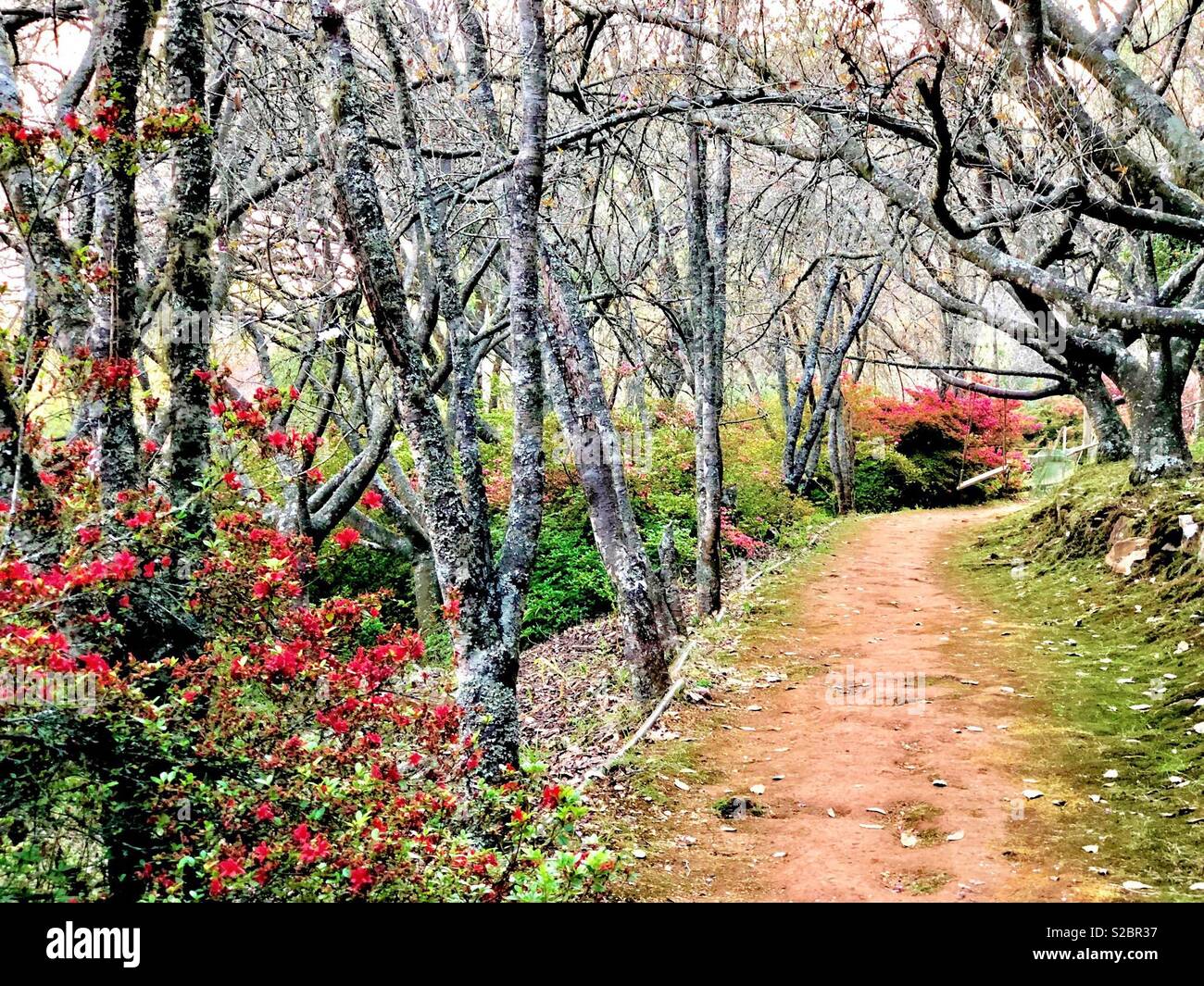 Spring on a garden path Stock Photo - Alamy