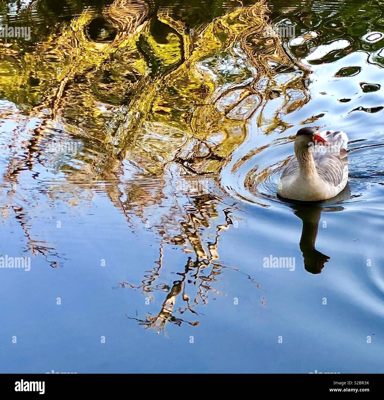 Duck on a pond, with interesting reflection Stock Photo - Alamy