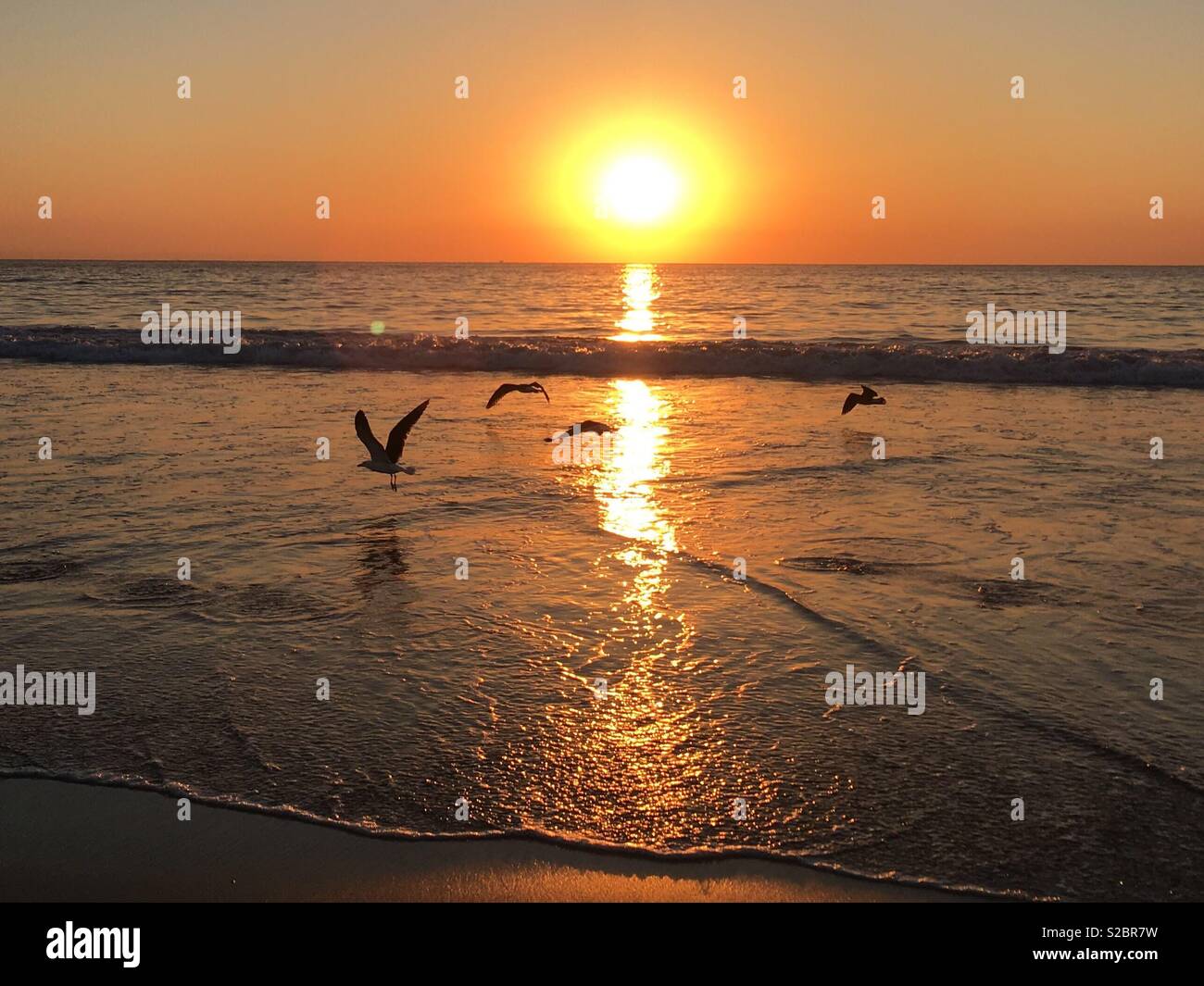 Brids hi-res stock photography and images - Alamy