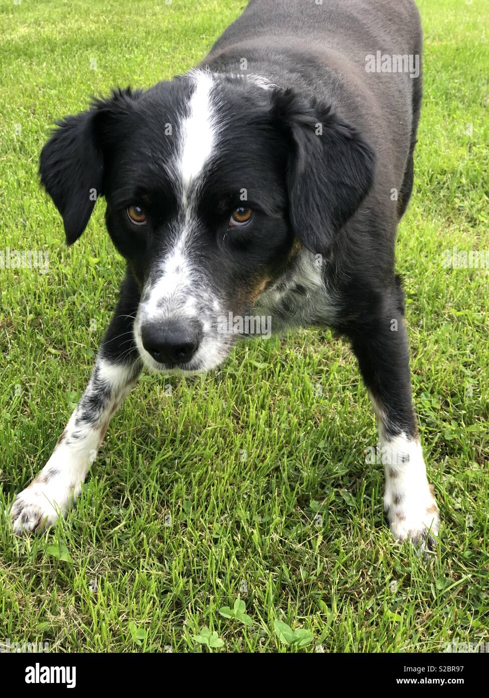 Playful border collie hi-res stock photography and images - Alamy