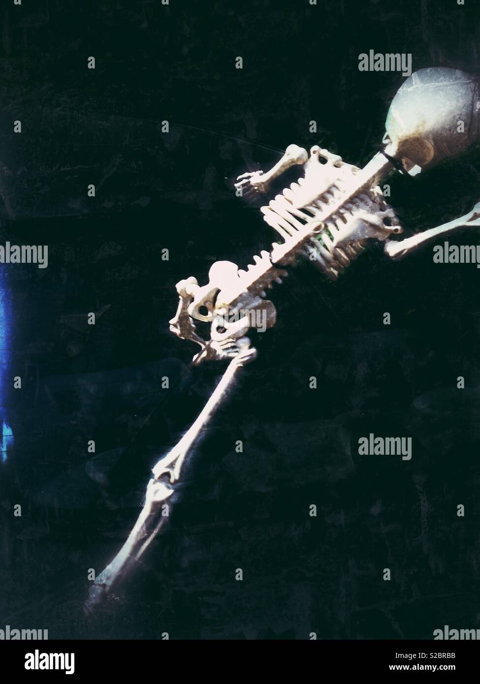 Glowing plastic skeleton appears to spin Stock Photo - Alamy