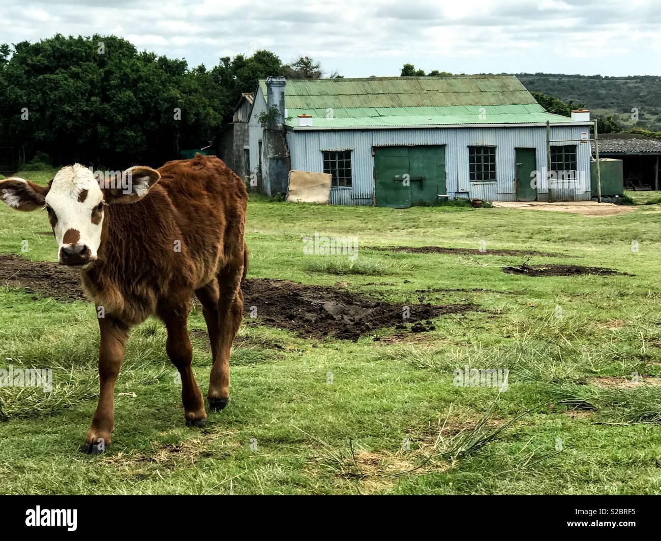 Calf orphan hi-res stock photography and images - Alamy