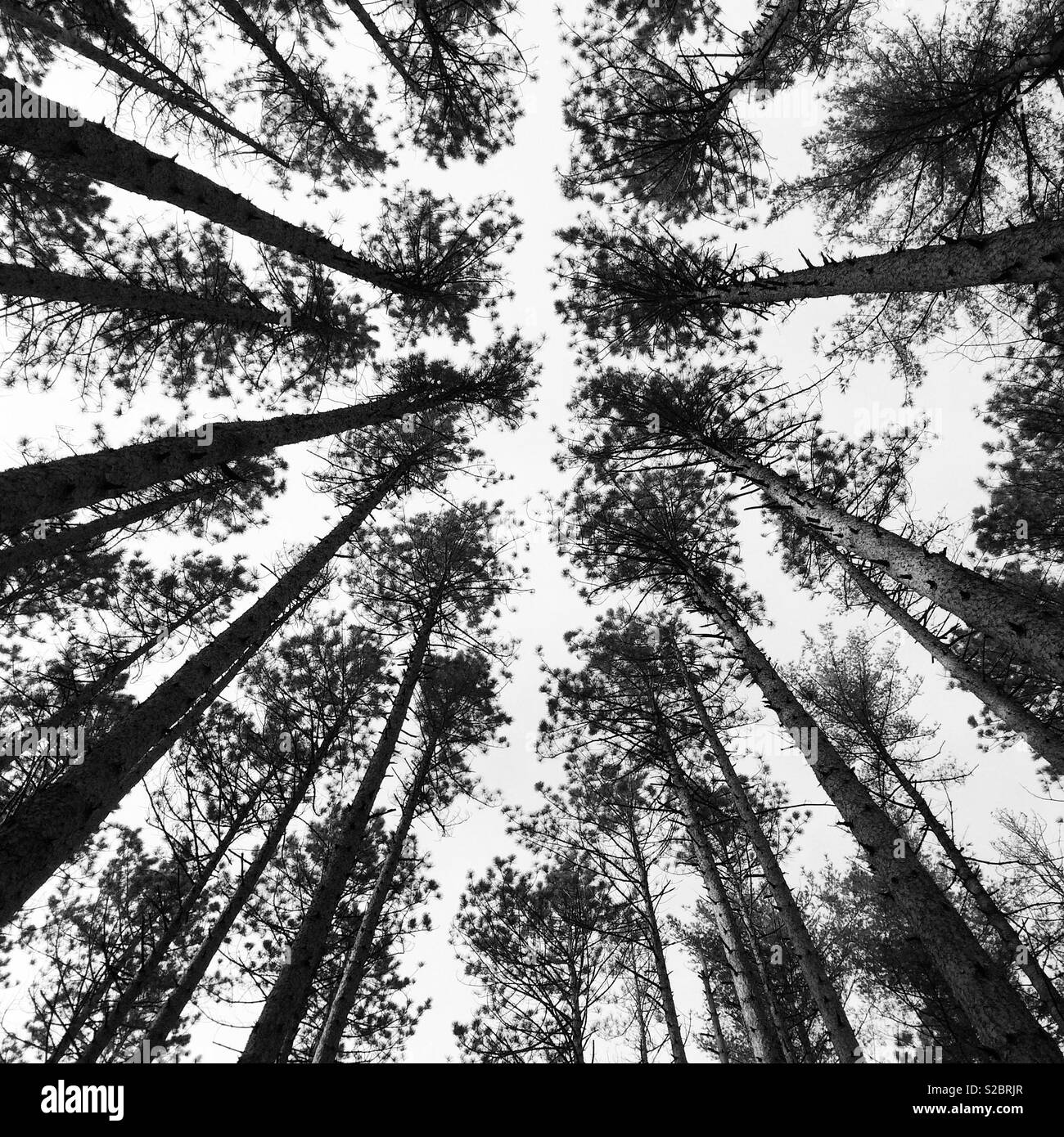 Trees planted with even spacing in the 1930s lead to this overhead ...