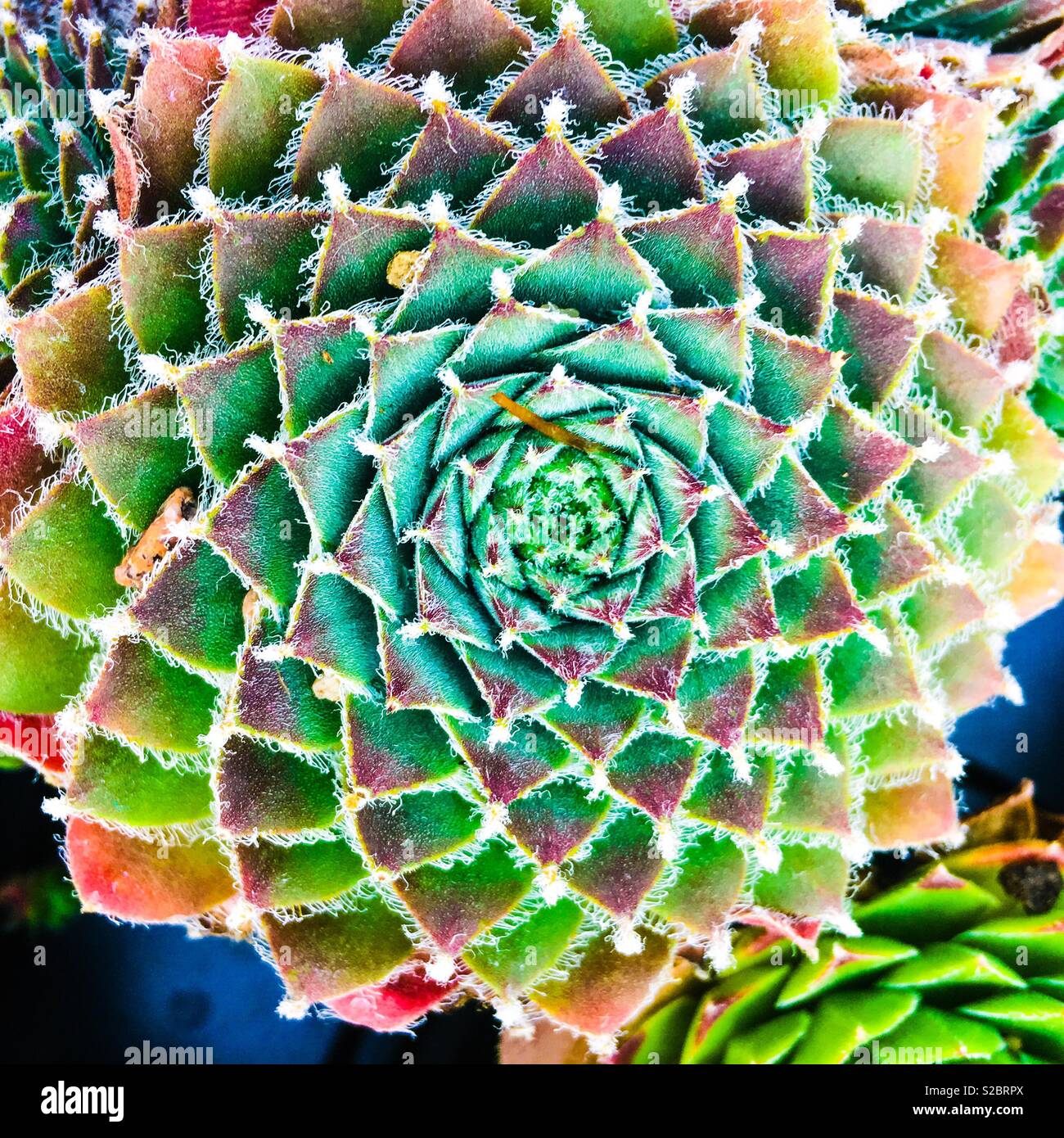 Colourful succulent hi-res stock photography and images - Alamy