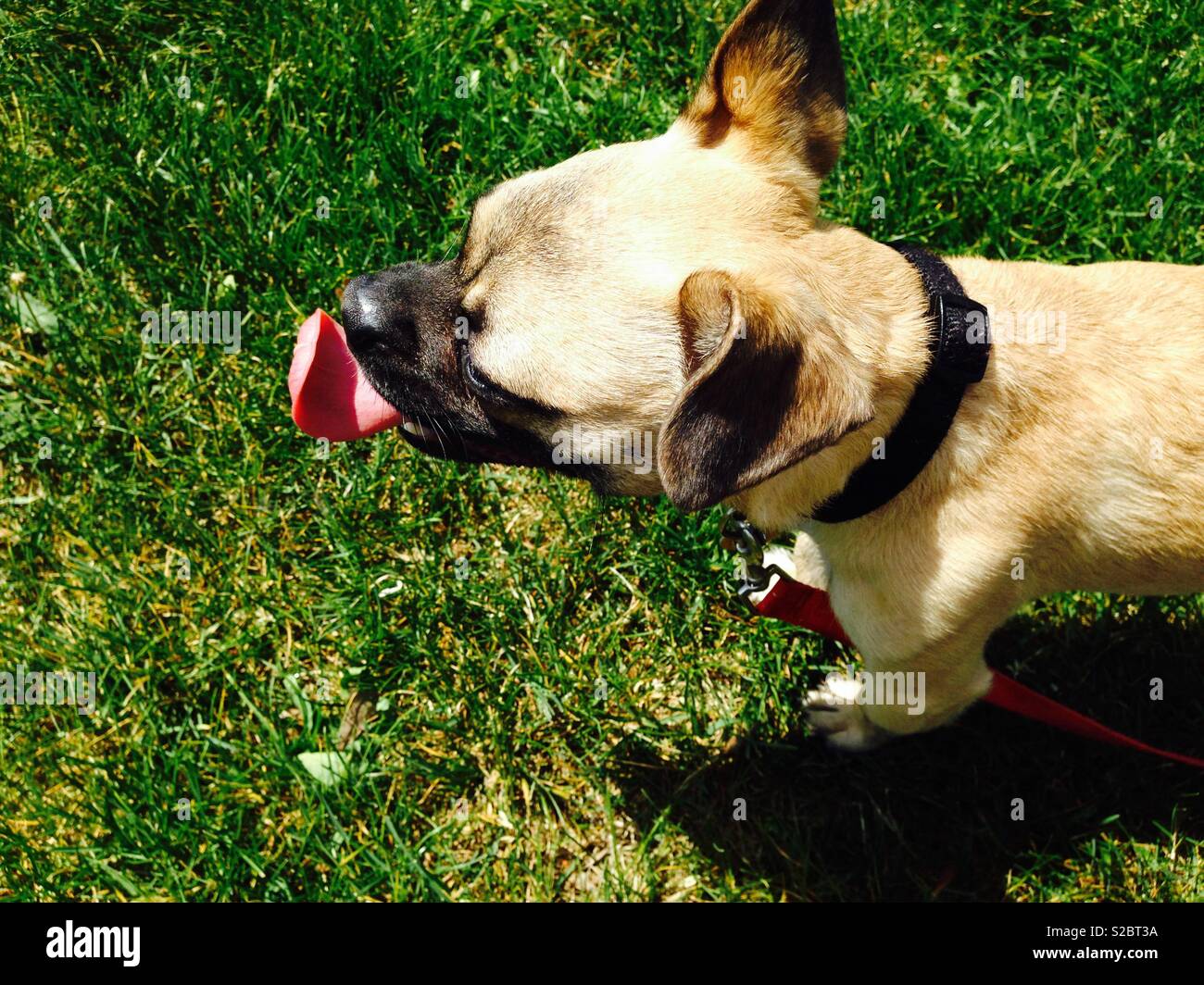Silly animal hi-res stock photography and images - Alamy