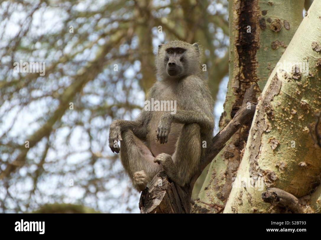 Baboon in tree Stock Photo - Alamy