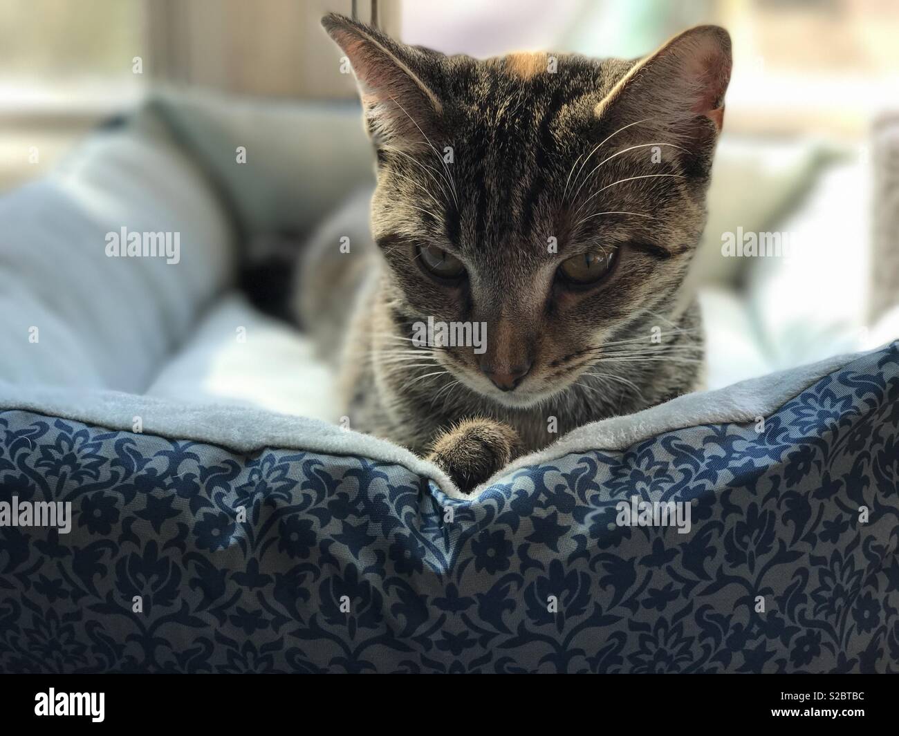 Gold eyed cat hi-res stock photography and images - Alamy