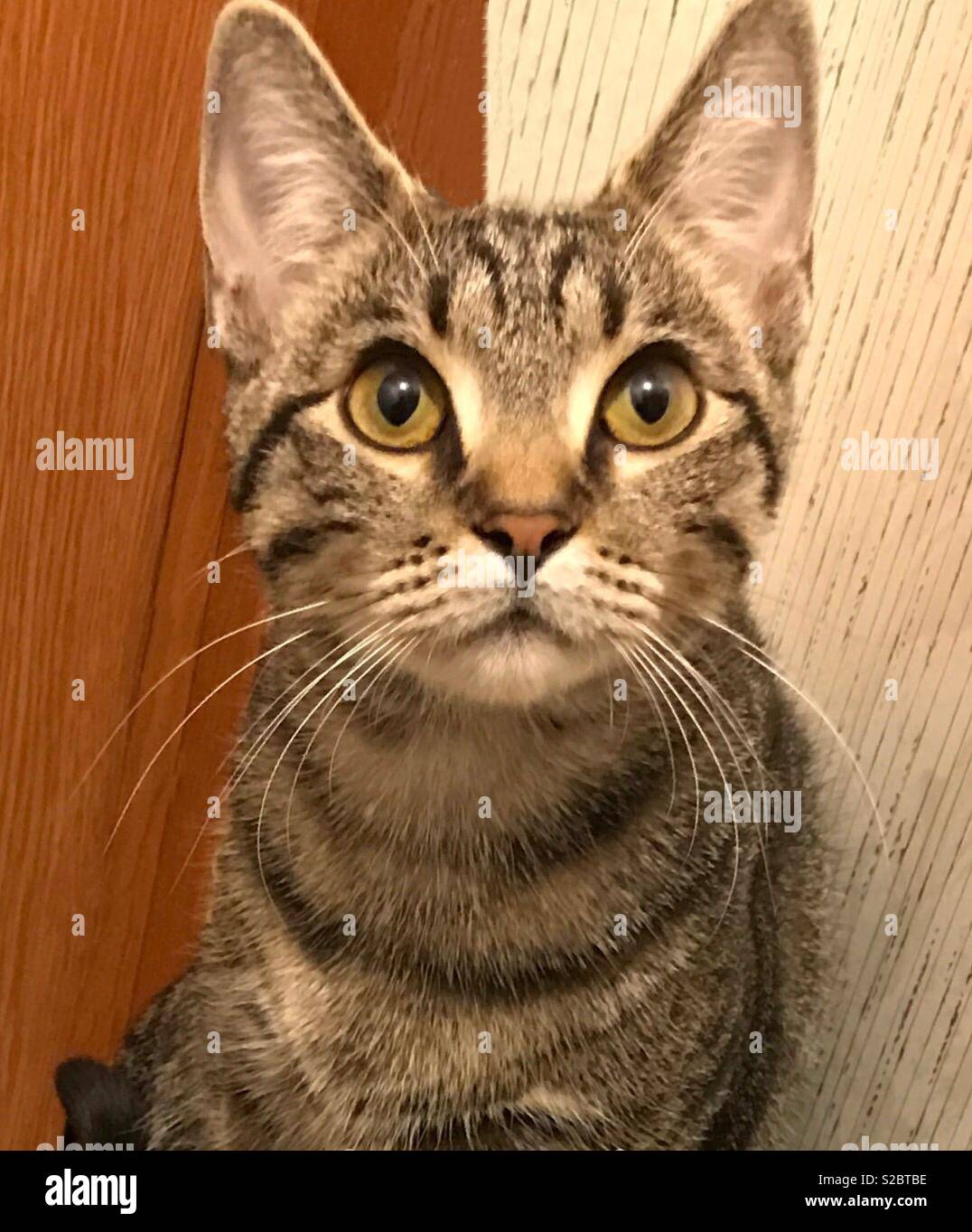 Gold eyed cat hi-res stock photography and images - Alamy